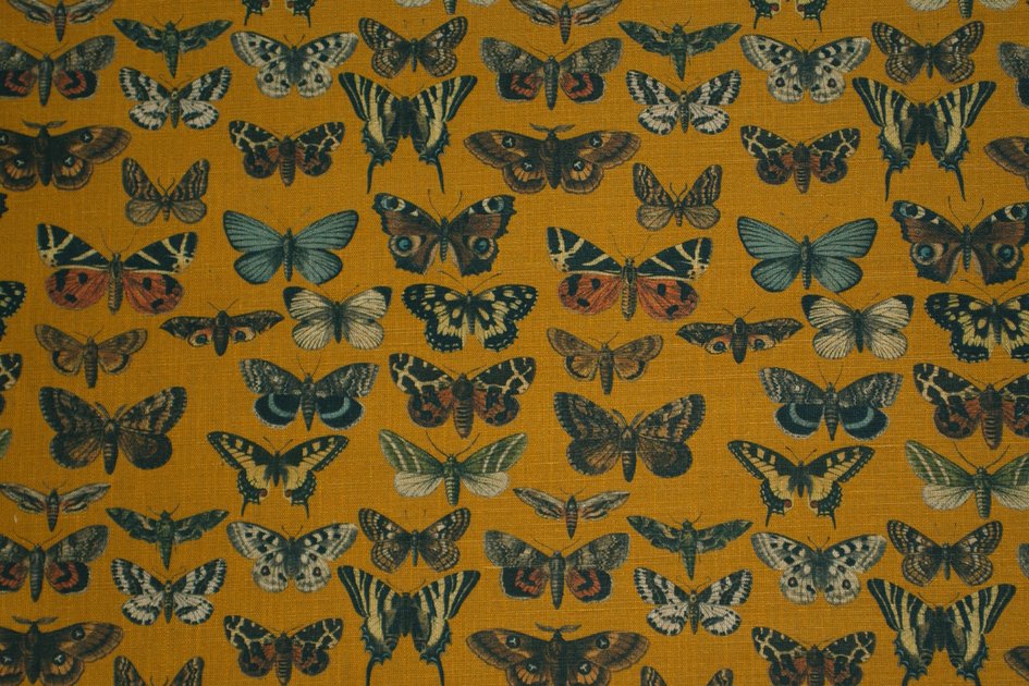 LADY MARIGOLD | Taylor King