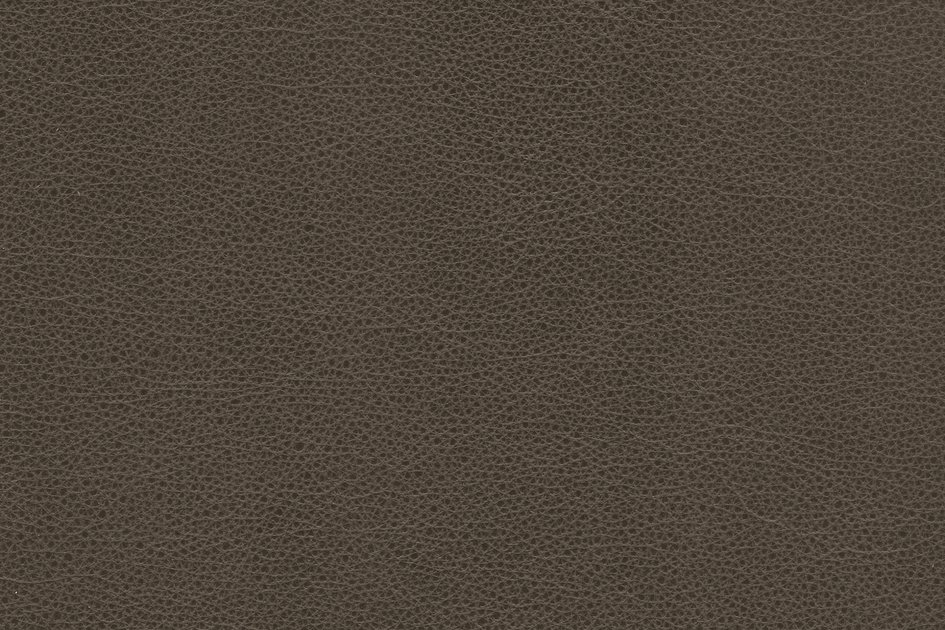 WARRIOR BARK | Taylor King